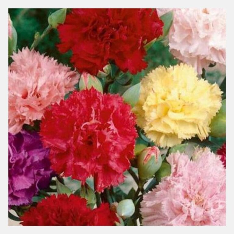 Carnation Chaubaud Mix Flower Seeds