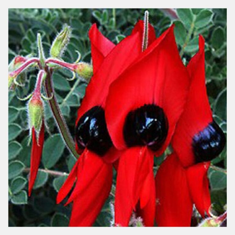 Clianthus Dampieri Flower Seeds