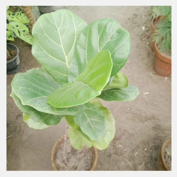 Fiddle Fig Plant