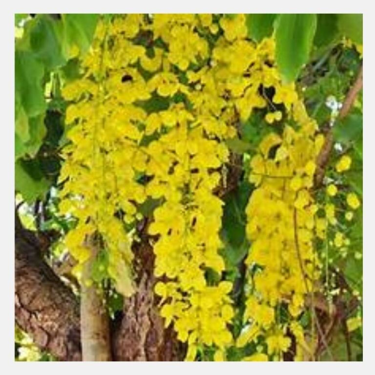 Amaltas (Cassia fistula) Plant